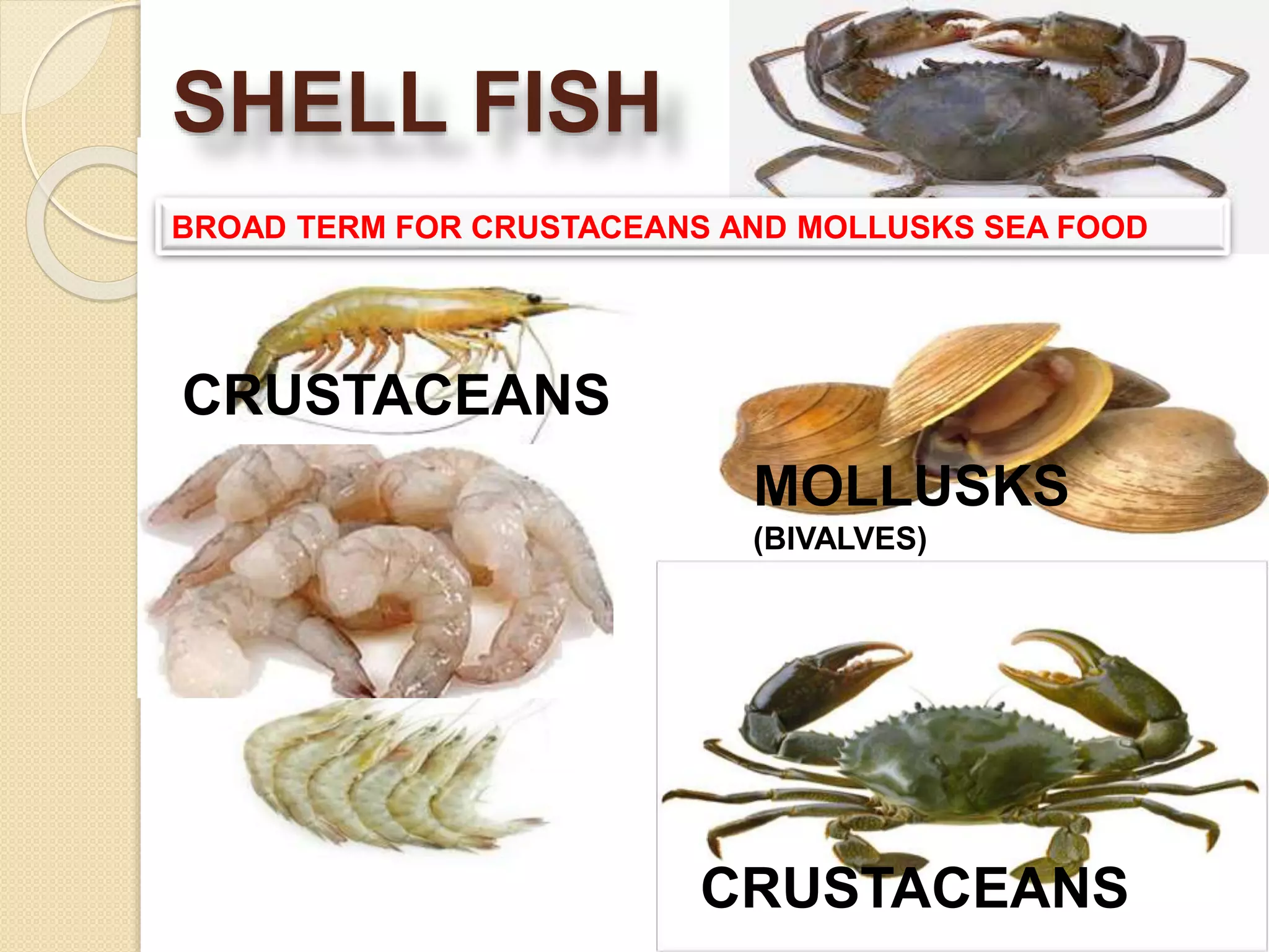 A COMPARATIVE STUDY OF WATER AND MINERAL CONTENT OF EDIBLE SHELL FISH ...