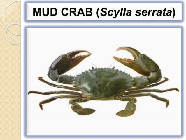 A COMPARATIVE STUDY OF WATER AND MINERAL CONTENT OF EDIBLE SHELL FISH ...