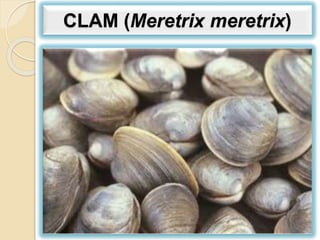 A COMPARATIVE STUDY OF WATER AND MINERAL CONTENT OF EDIBLE SHELL FISH ...