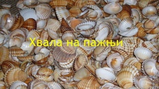 Шкољке - Skoljke | PPTX