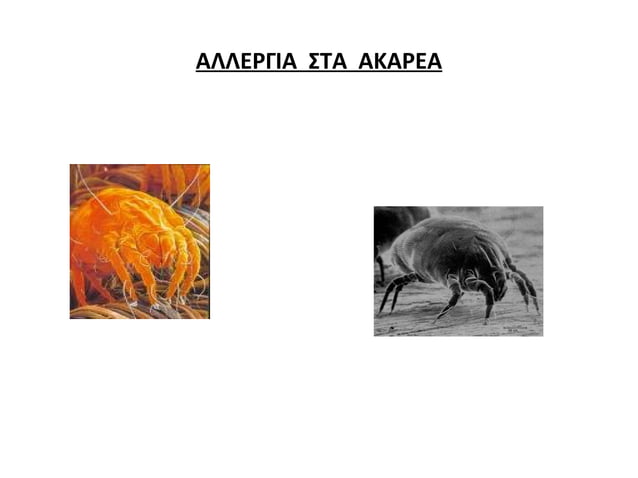 Skoni akarea 50-51 | PPT