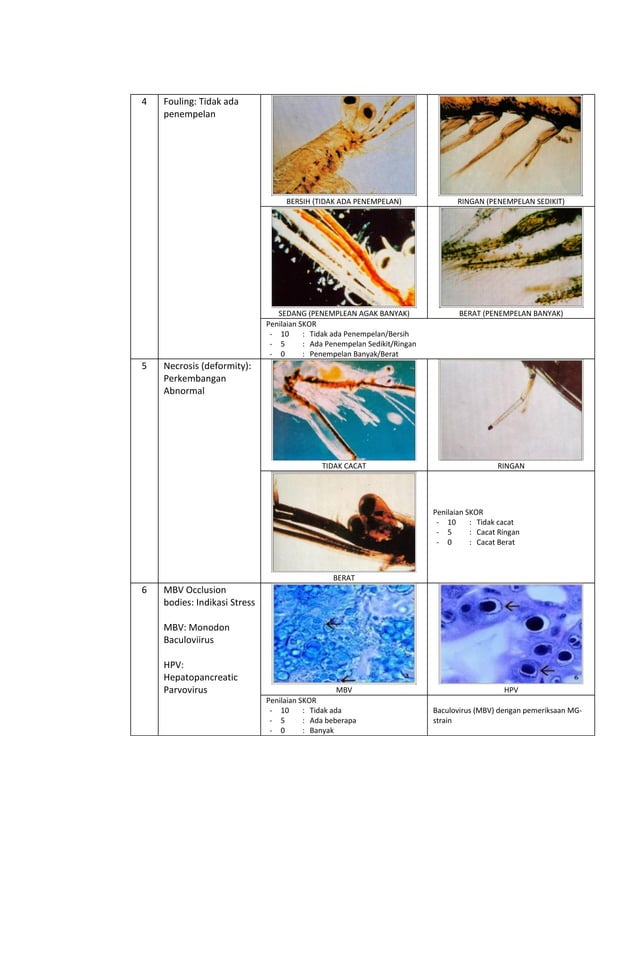 TEKNIK MEMILIH BENUR UDANG YANG BAIK | PDF