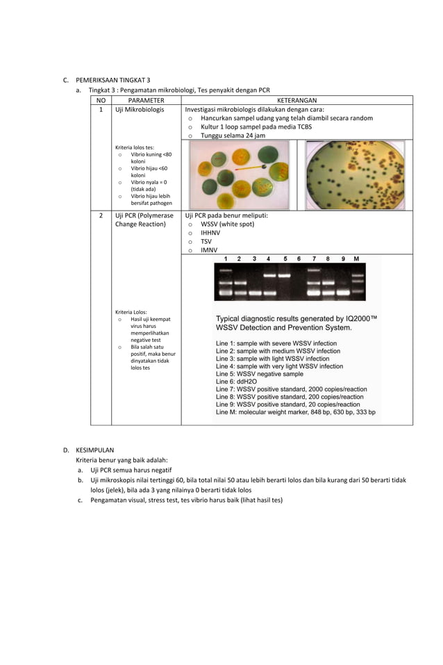 TEKNIK MEMILIH BENUR UDANG YANG BAIK | PDF