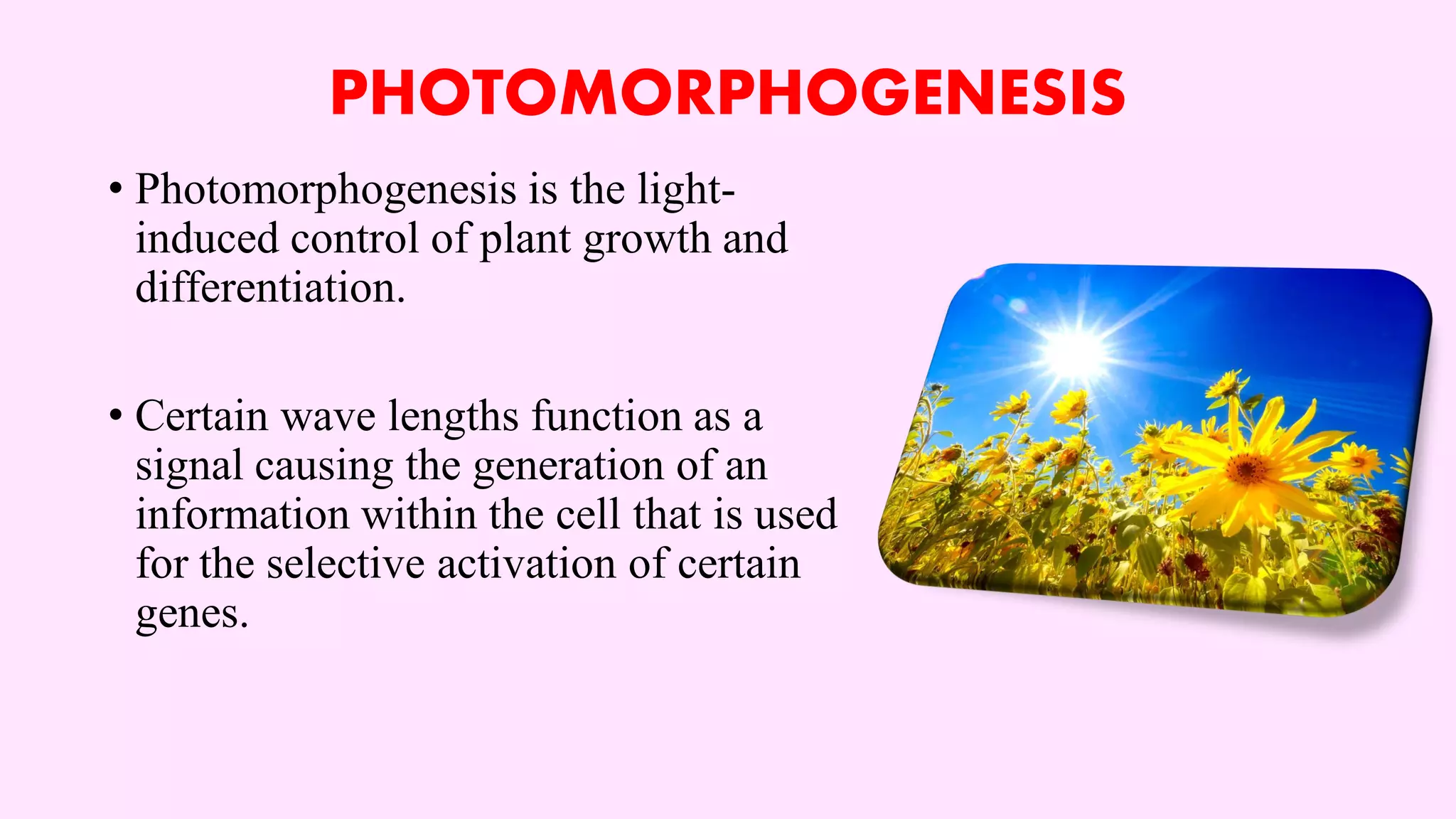 Skotomorphogenesis & Photomorphogenesis | PDF