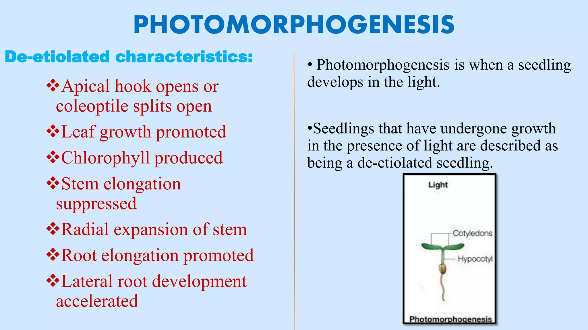 Skotomorphogenesis & Photomorphogenesis | PDF