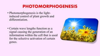 Skotomorphogenesis & Photomorphogenesis | PDF