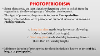 Skotomorphogenesis & Photomorphogenesis | PDF
