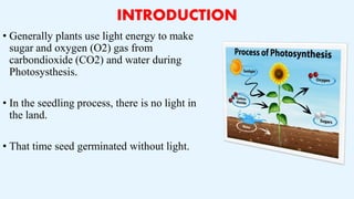 Skotomorphogenesis & Photomorphogenesis | PDF