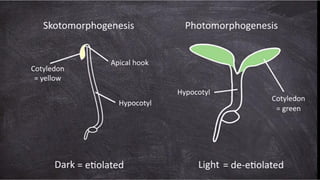 Skotomorphogenesis & Photomorphogenesis | PDF