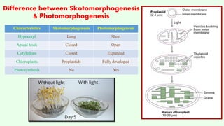 Skotomorphogenesis & Photomorphogenesis | PDF