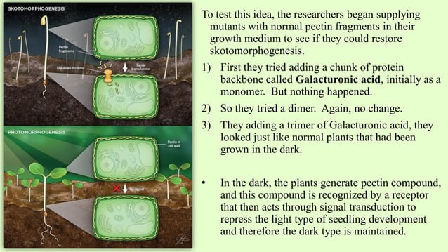 Skotomorphogenesis & Photomorphogenesis | PDF | Gardening | Home & Garden