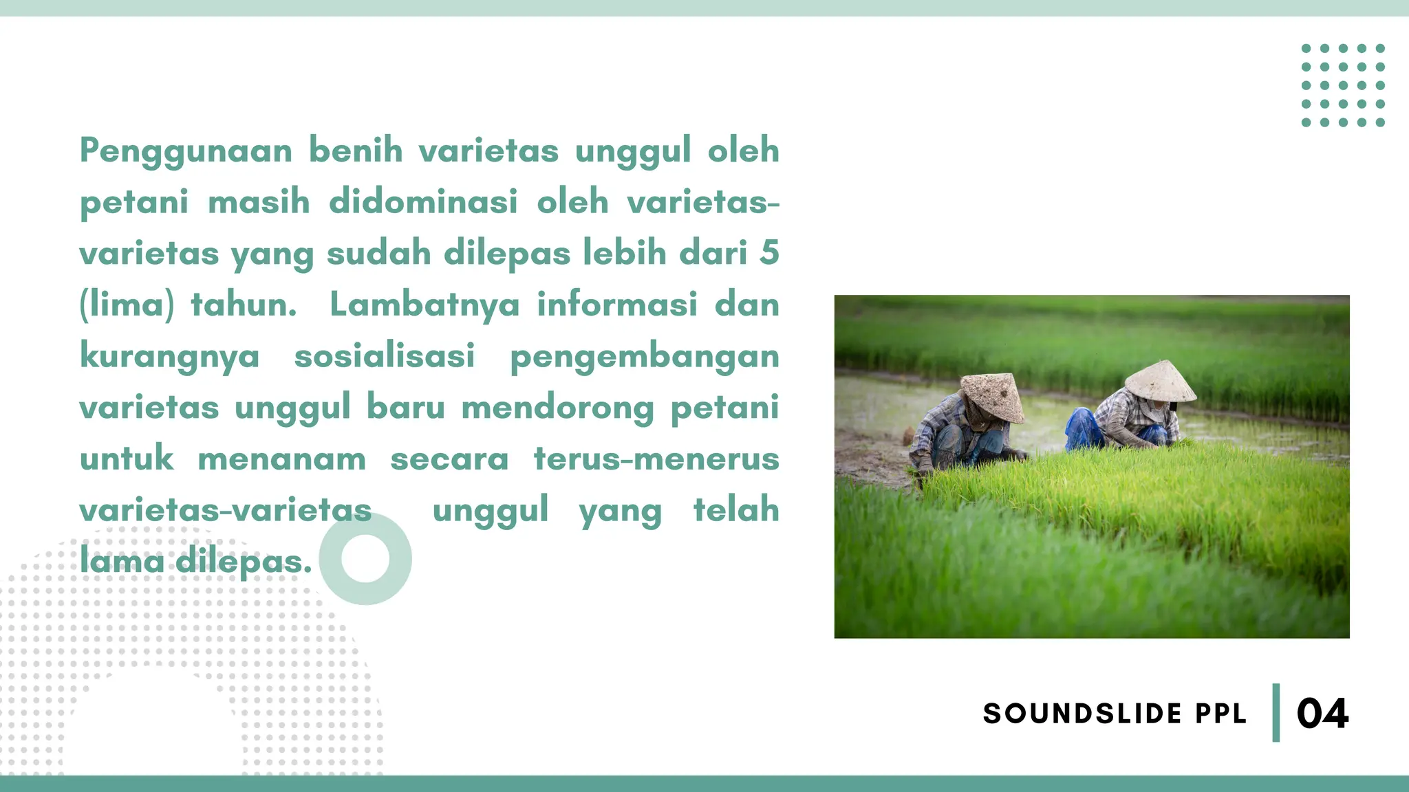 Soundslide penggunaan varietas unggul padi | PDF