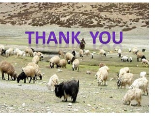 National Fund project on Pashmina Goat | PDF | Genetics | Science