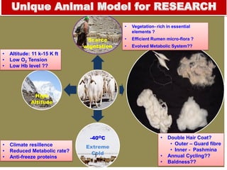 National Fund project on Pashmina Goat | PDF | Genetics | Science
