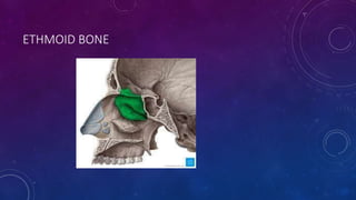 skull-1.pptx