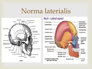 Anatomy of Skull | PPTX