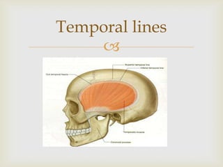 Anatomy of Skull | PPTX