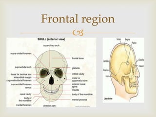 Anatomy of Skull | PPTX