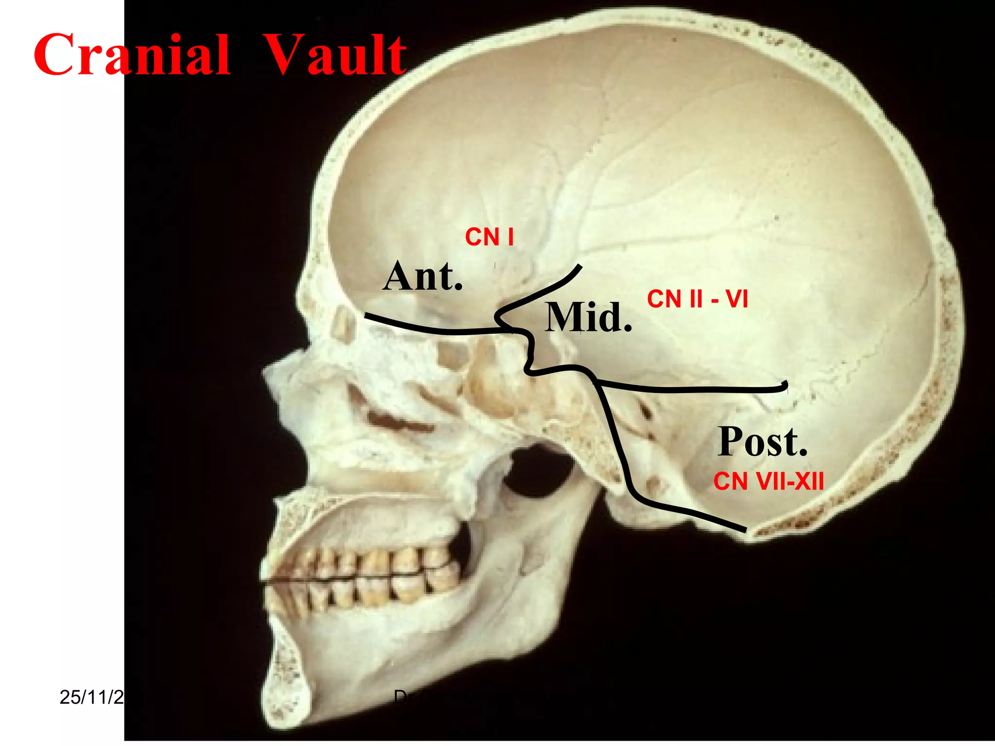 Anatomy of the Skull | PPT