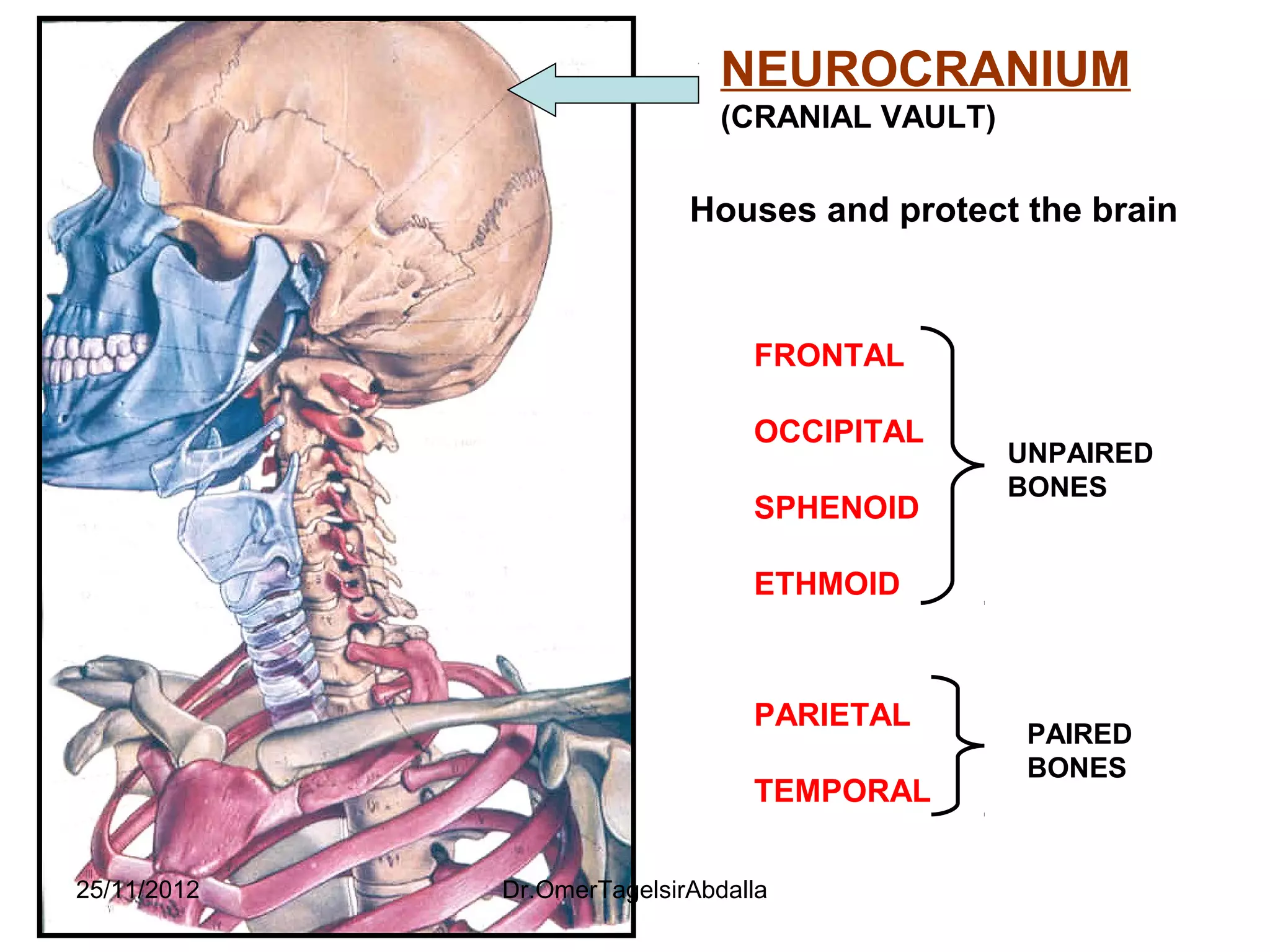 Anatomy of the Skull | PPT