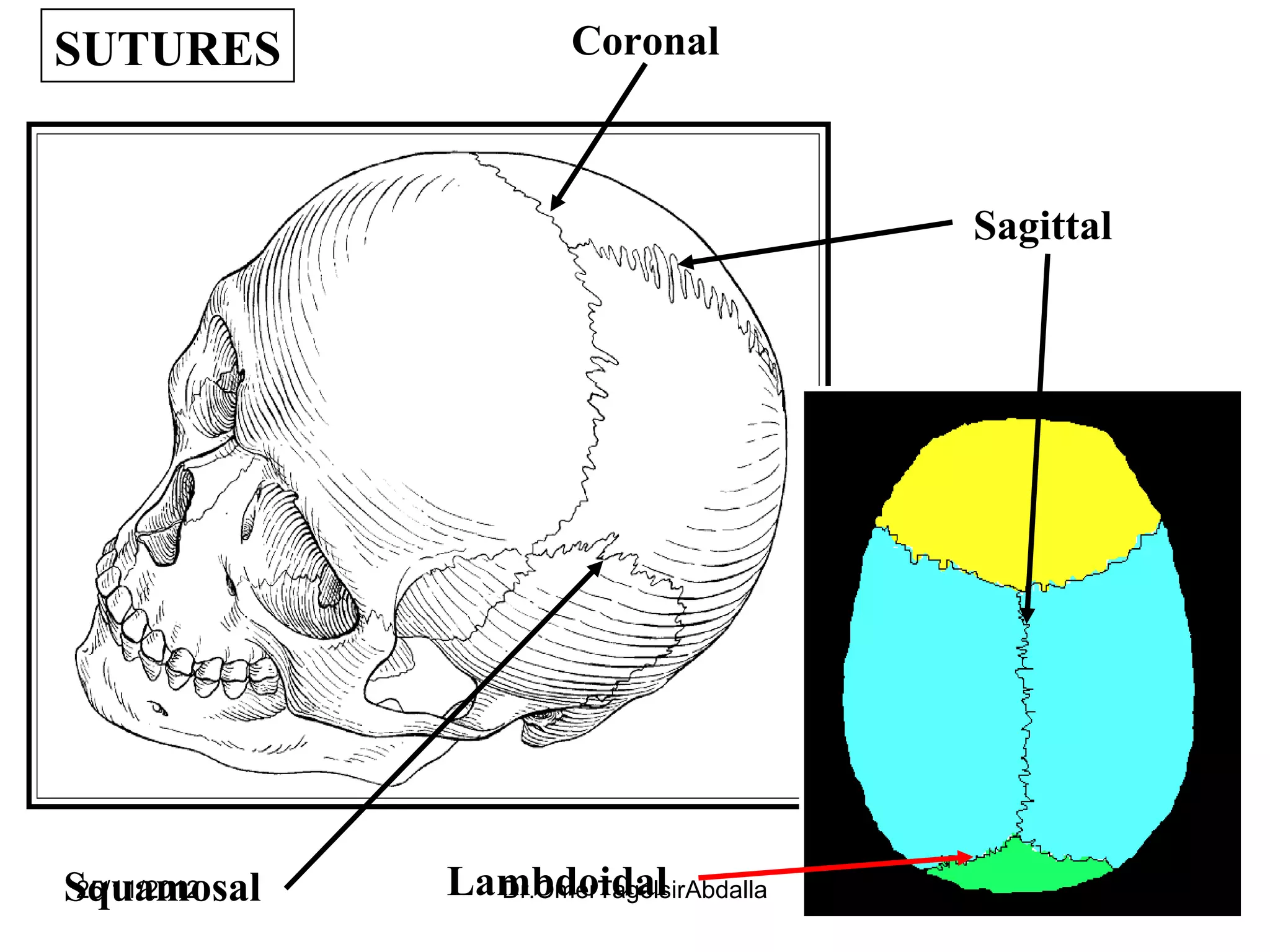 Anatomy of the Skull | PPT