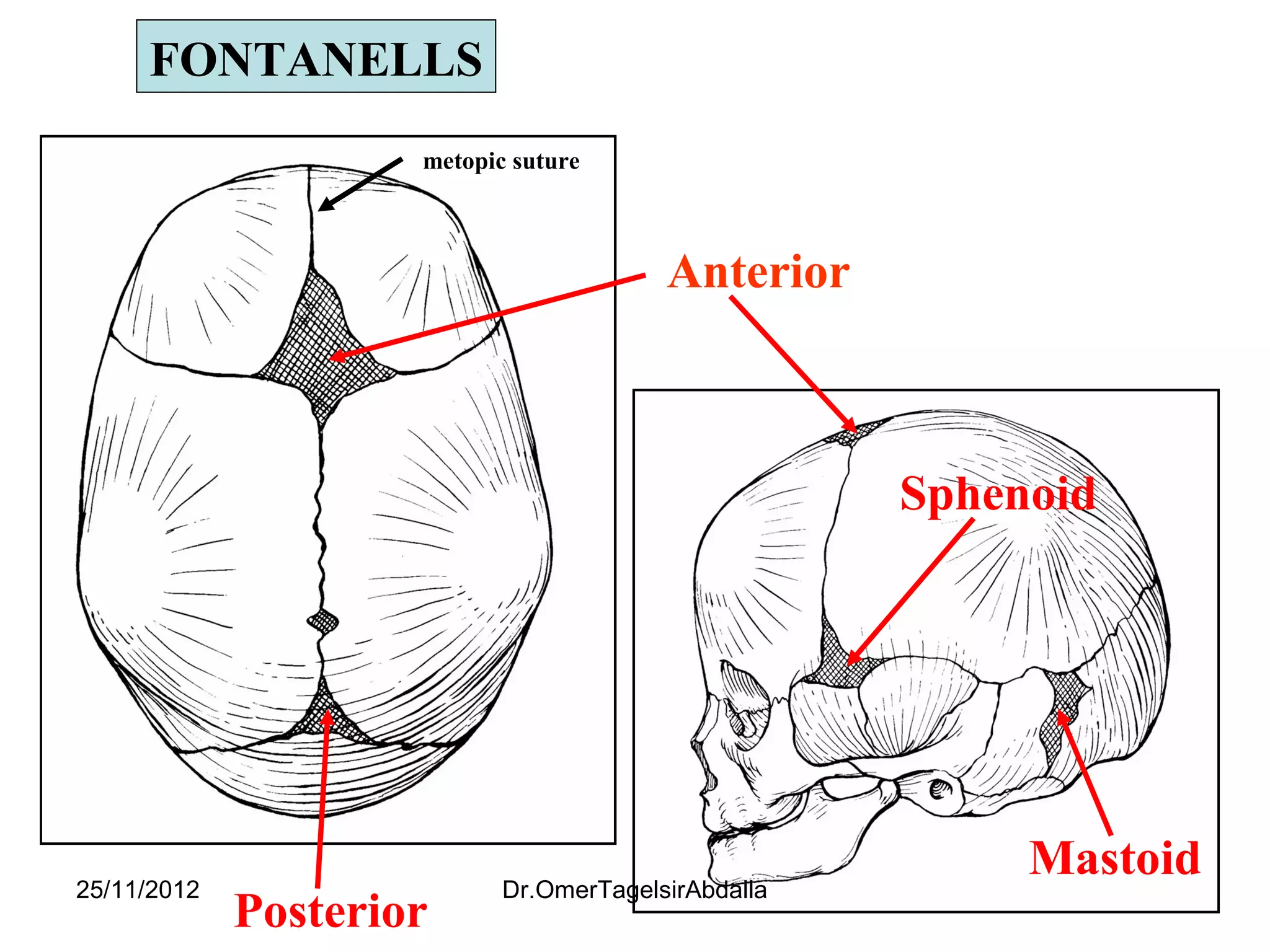 Anatomy of the Skull | PPT