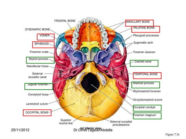 Anatomy of the Skull | PPT | Bone and Joint Conditions | Diseases and ...