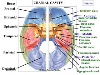 Anatomy of the Skull | PPT