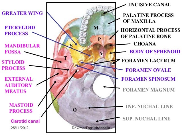 Anatomy of the Skull
