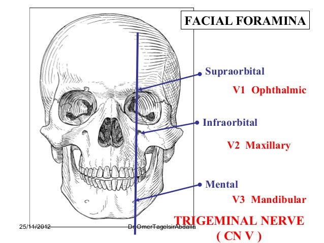 Anatomy of the Skull