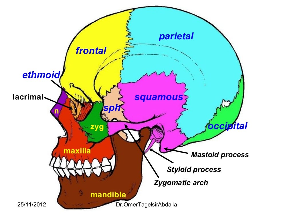 Anatomy Of The Skull Anatomy Of The Skull