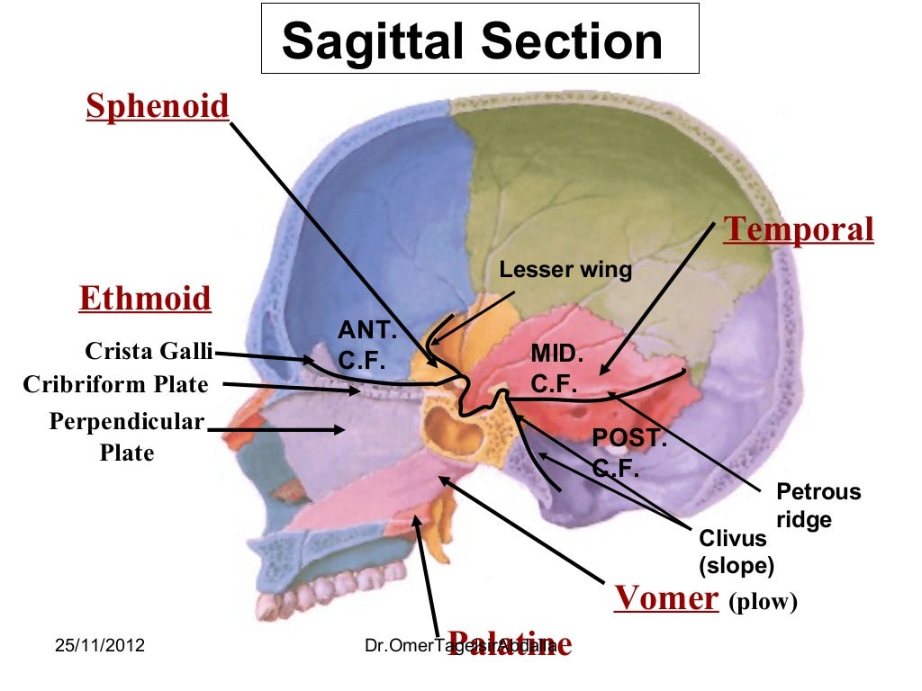 Anatomy of the Skull
