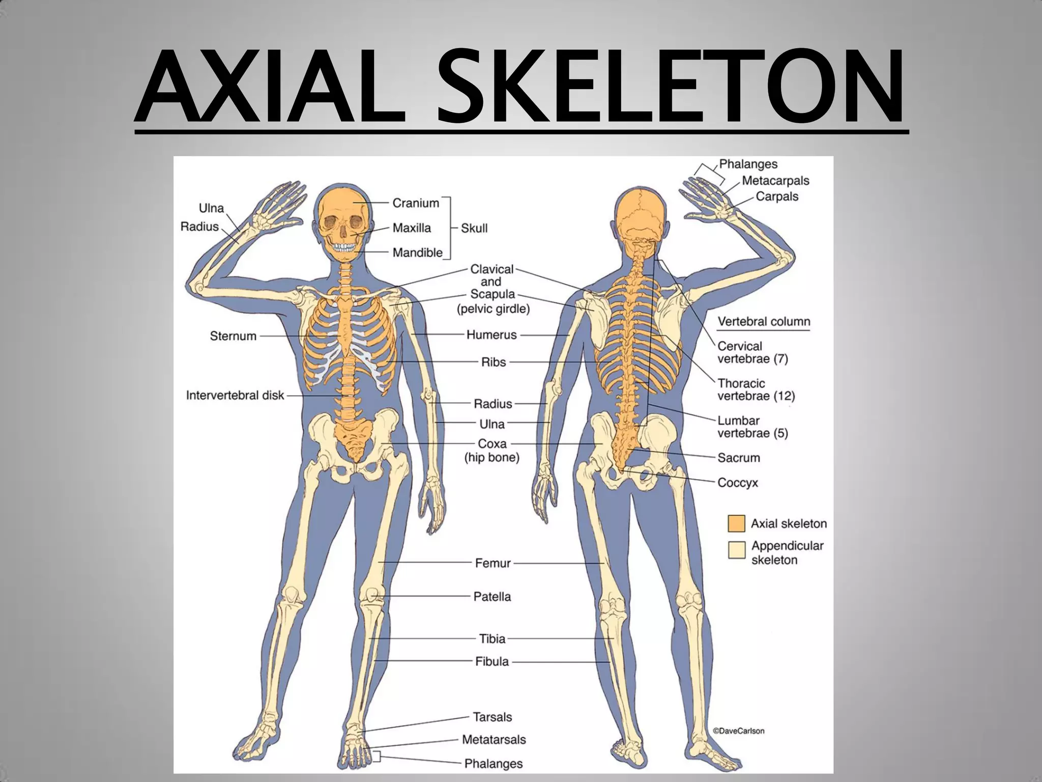 SKULL, PARTS, FUNCTIONS - Anatomy topic - easy explanation | PDF