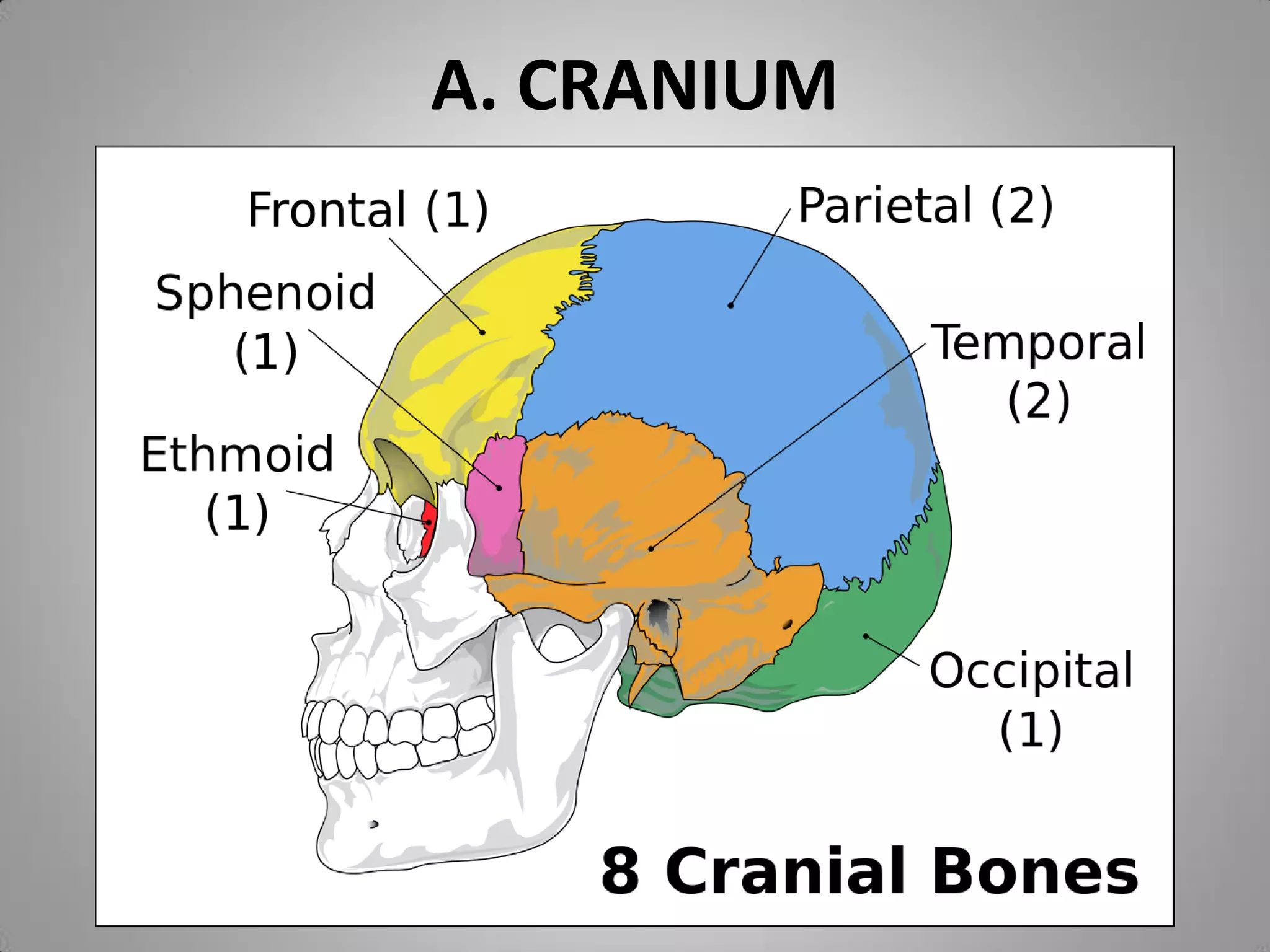 SKULL, PARTS, FUNCTIONS - Anatomy topic - easy explanation | PDF