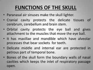 SKULL, PARTS, FUNCTIONS - Anatomy topic - easy explanation | PDF