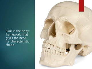 Skull | PPT