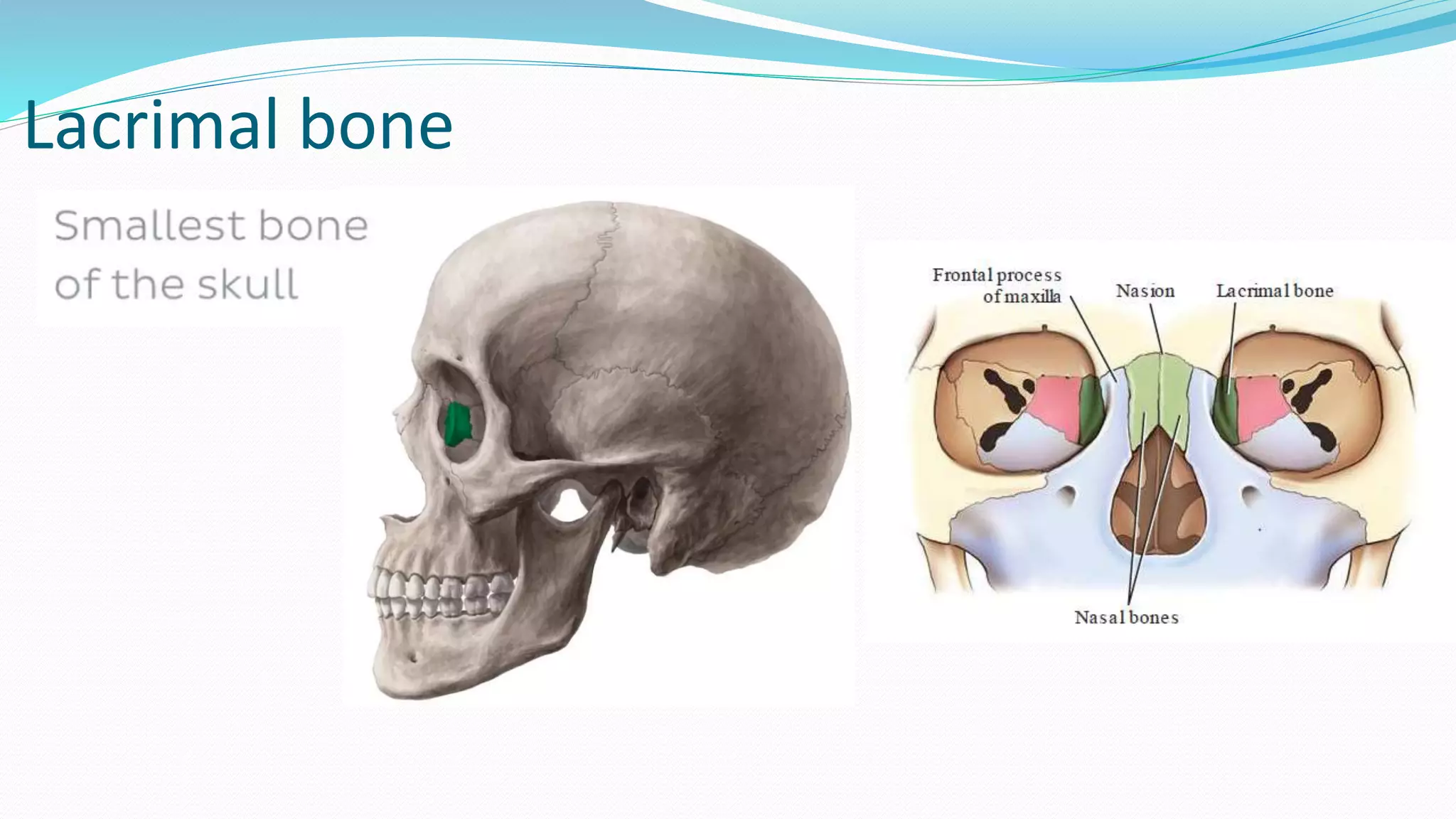 Radiography Anatomy of Skull | PPTX