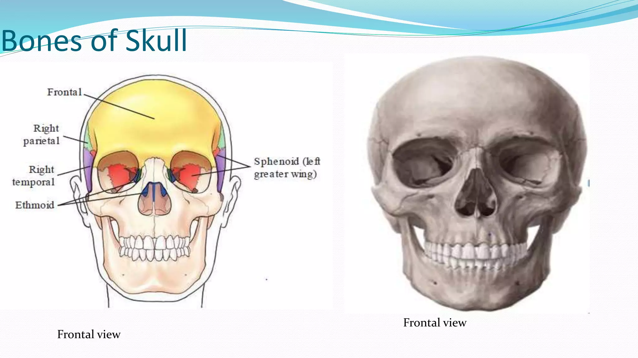 Radiography Anatomy of Skull | PPTX