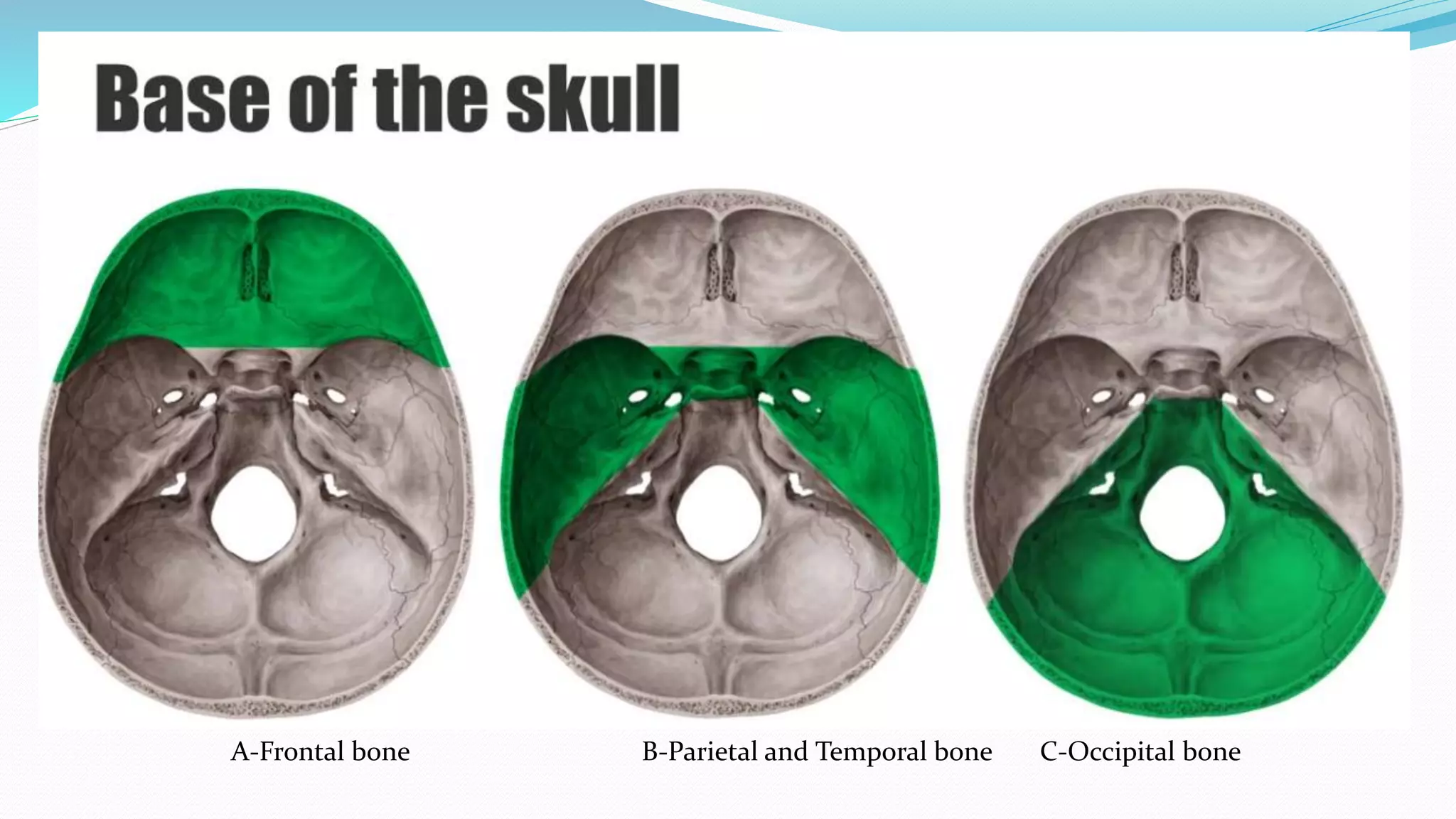 Radiography Anatomy of Skull | PPTX
