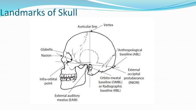Radiography Anatomy of Skull | PPTX