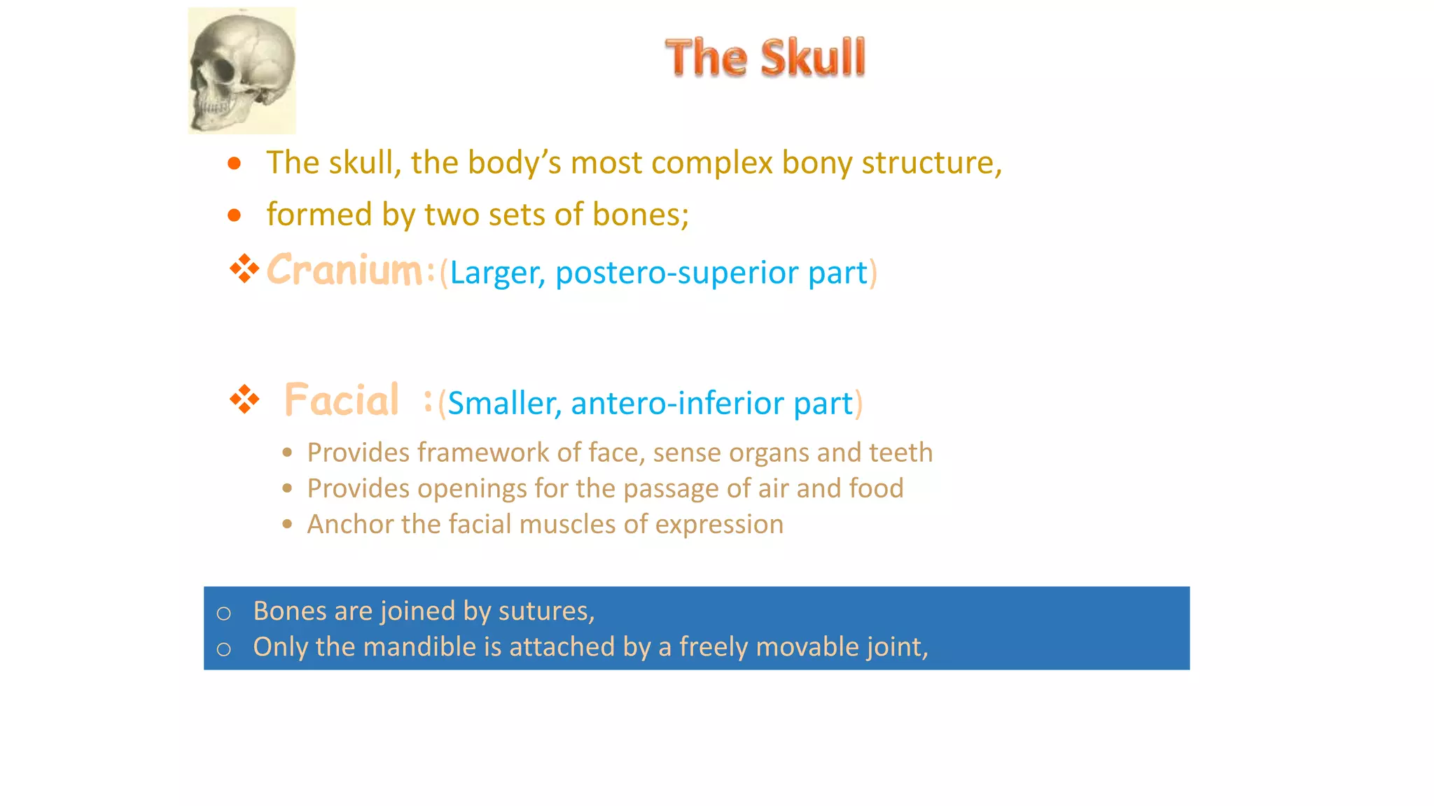 Skull.pptx