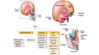 Skull.pptx
