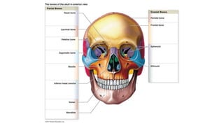 Skull.pptx