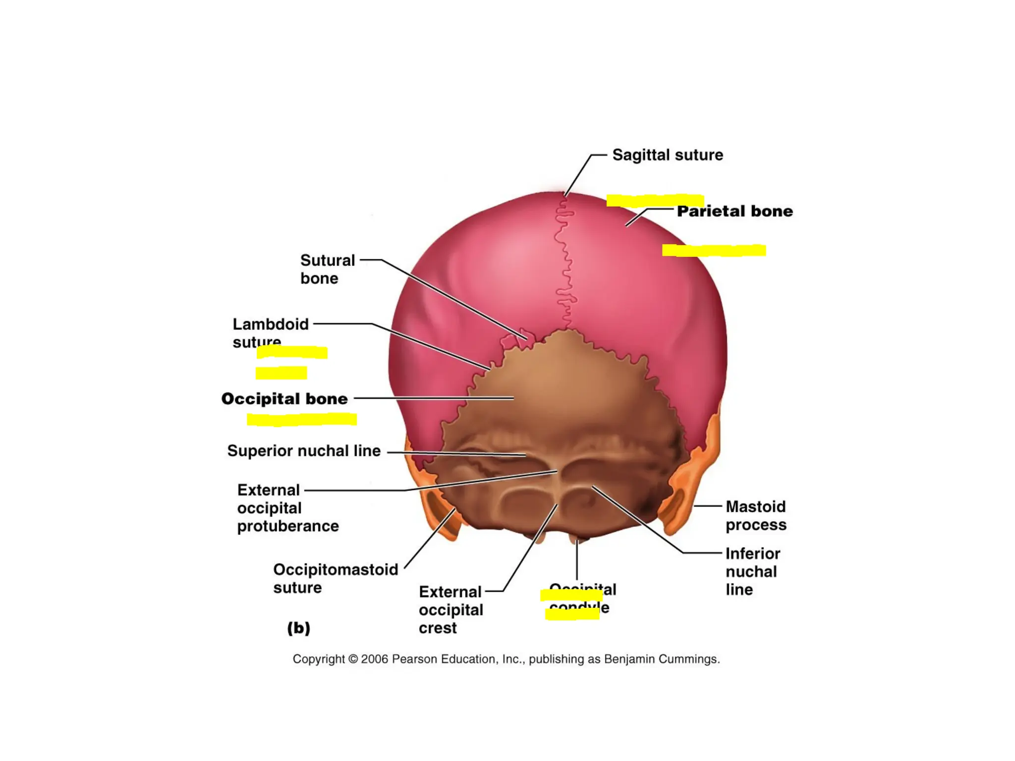 The Anatomy of the Skull power point presentation | PPT