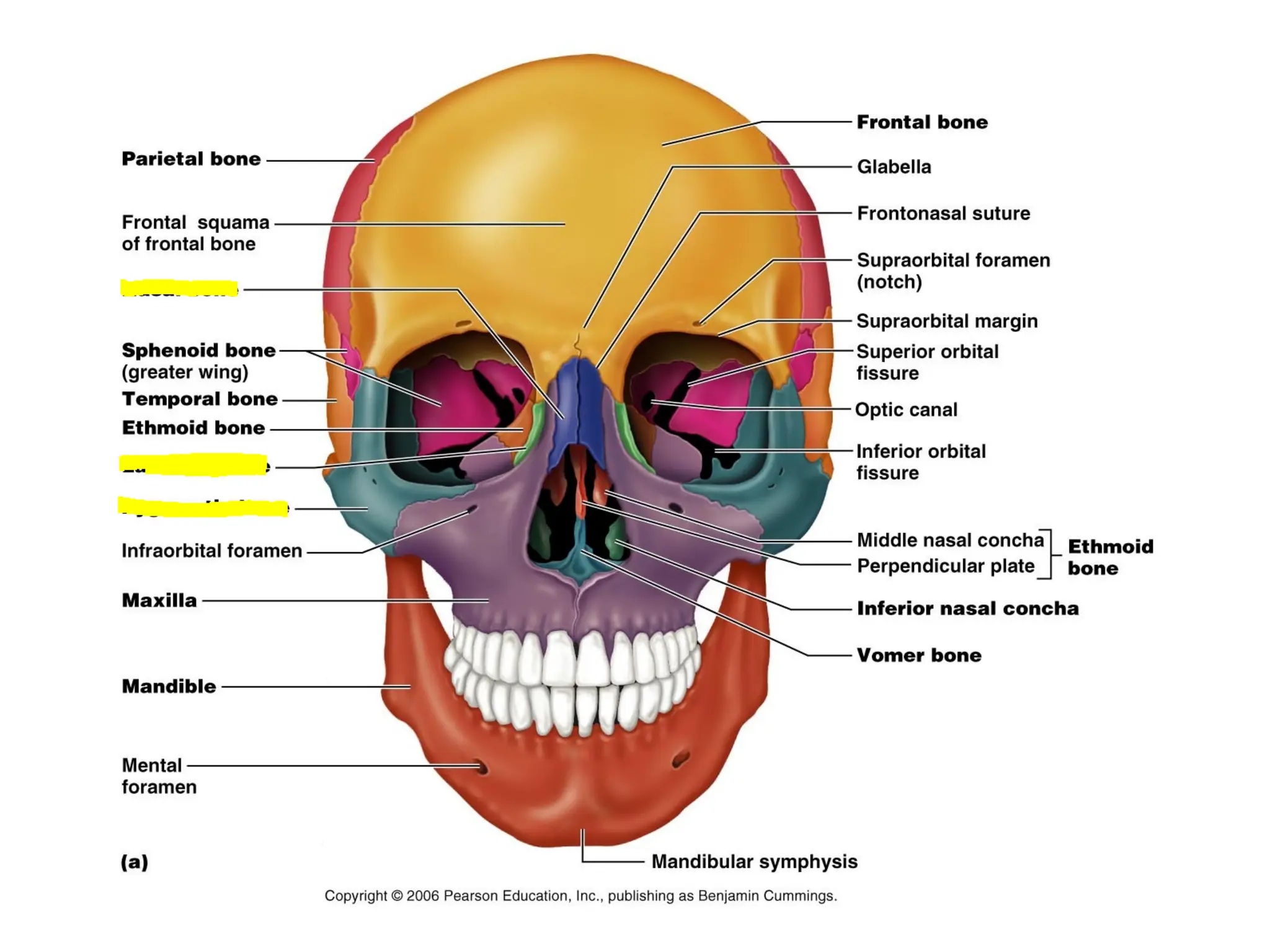 The Anatomy of the Skull power point presentation | PPT