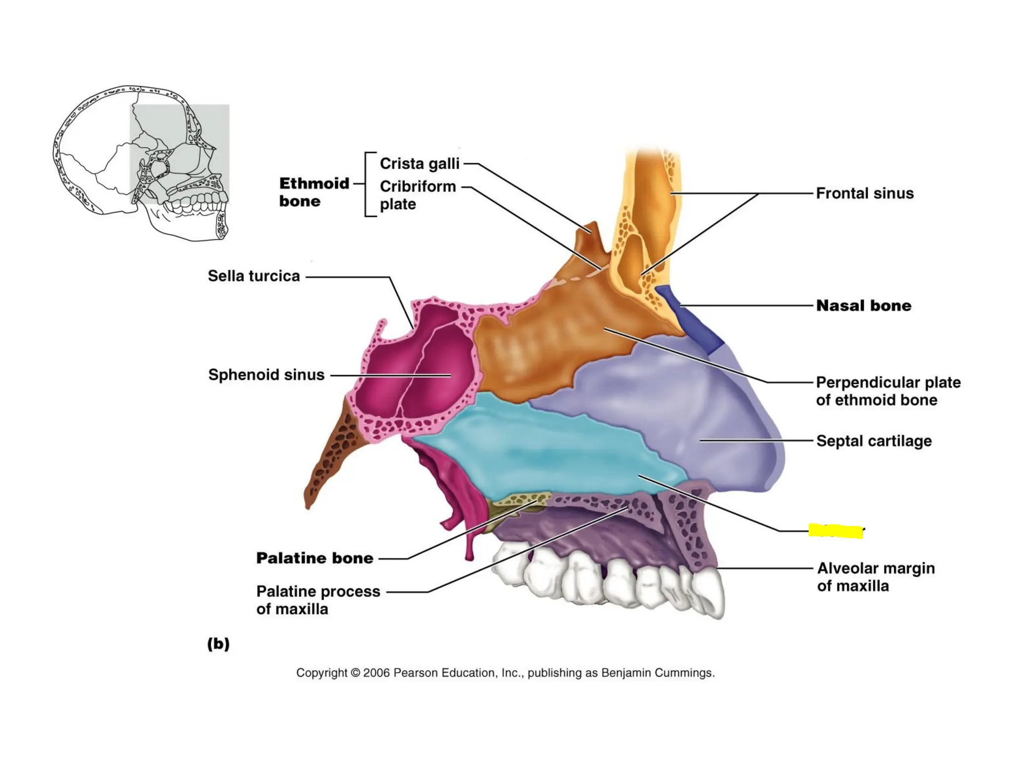 The Anatomy of the Skull power point presentation | PPT