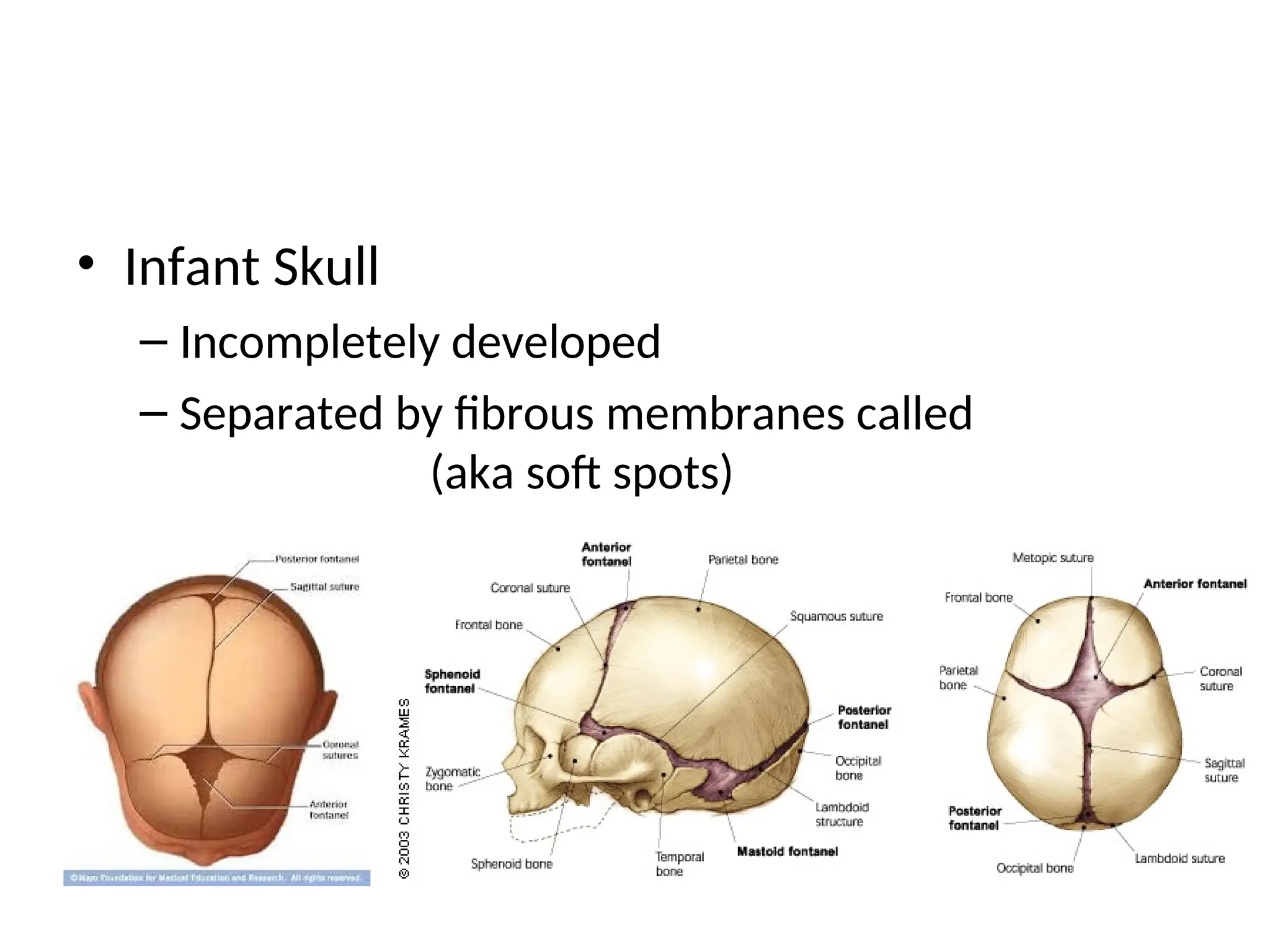 The Anatomy of the Skull power point presentation | PPT