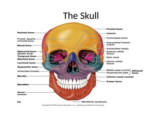 The Anatomy of the Skull power point presentation | PPT