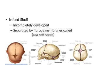 The Anatomy of the Skull power point presentation | PPT