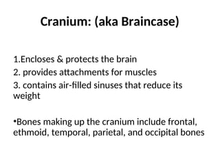 The Anatomy of the Skull power point presentation | PPT